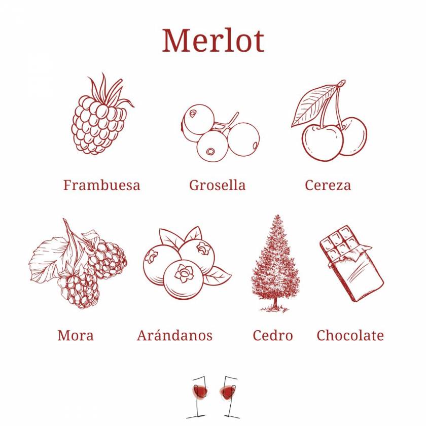 Merlot - su origen, etimilogía, características y aromas - Vinálogos