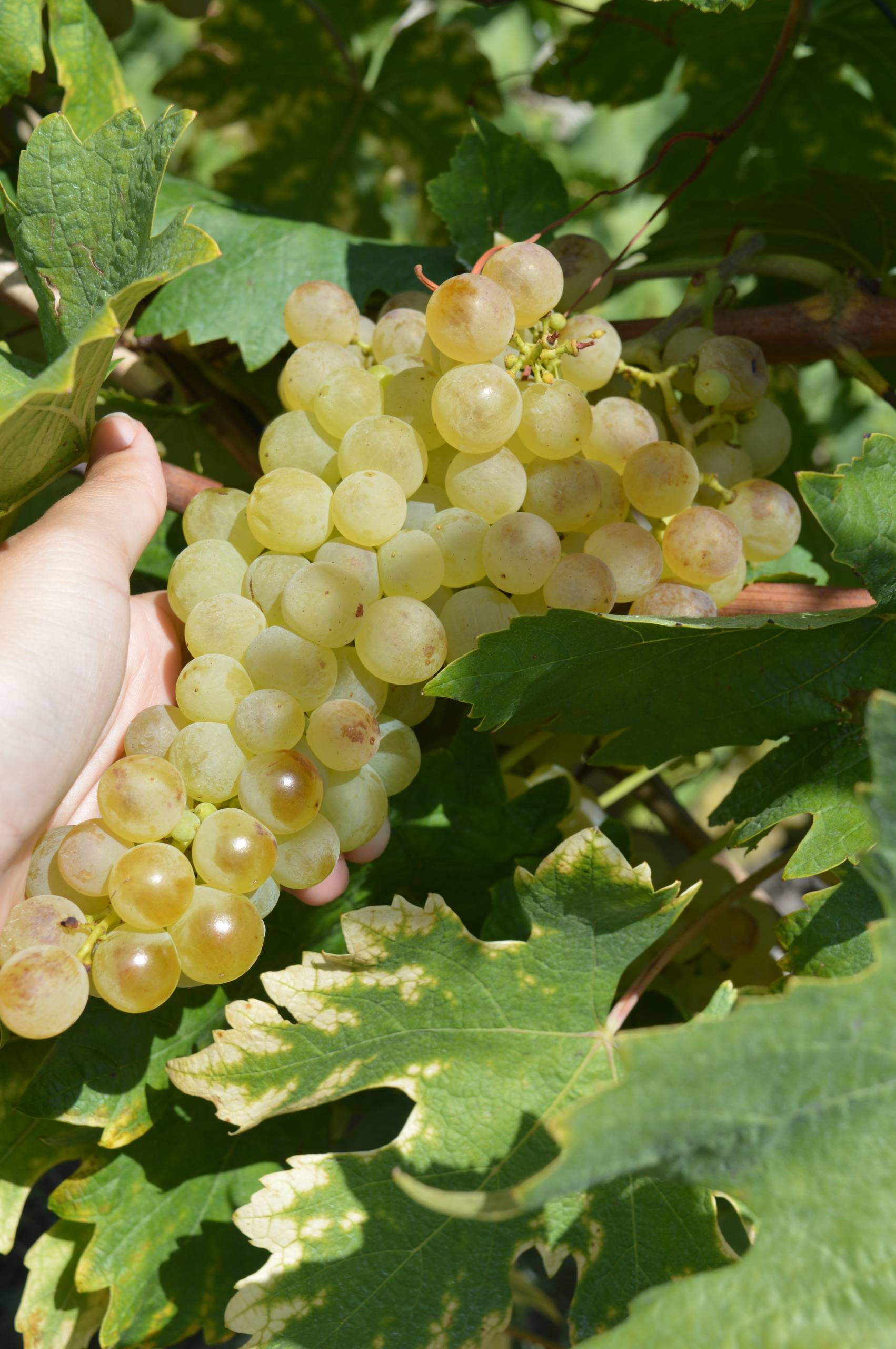 Uvas desconocidas blancas – Vinálogos