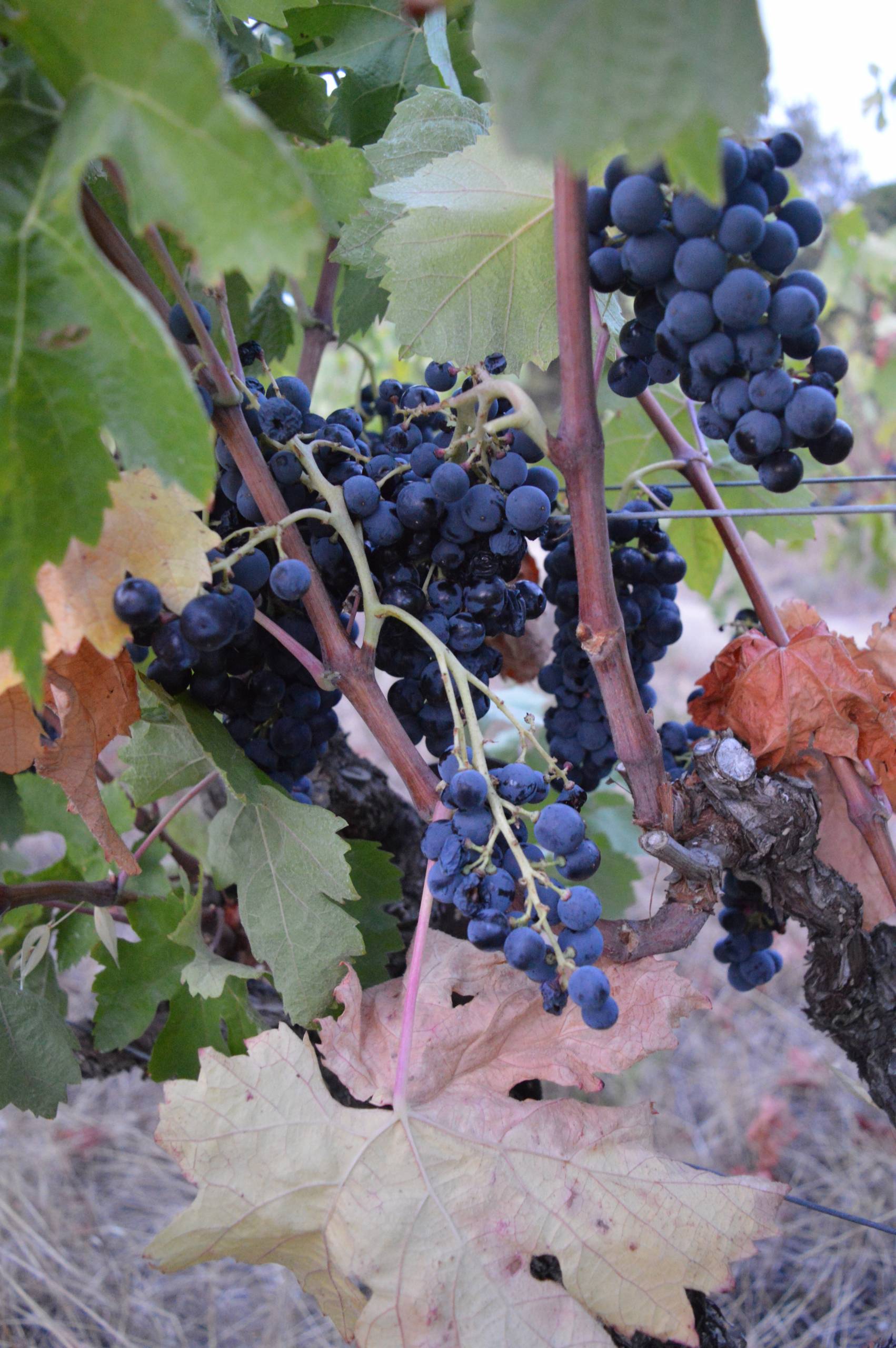 Un poco de historia reciente de la Monastrell – Vinálogos