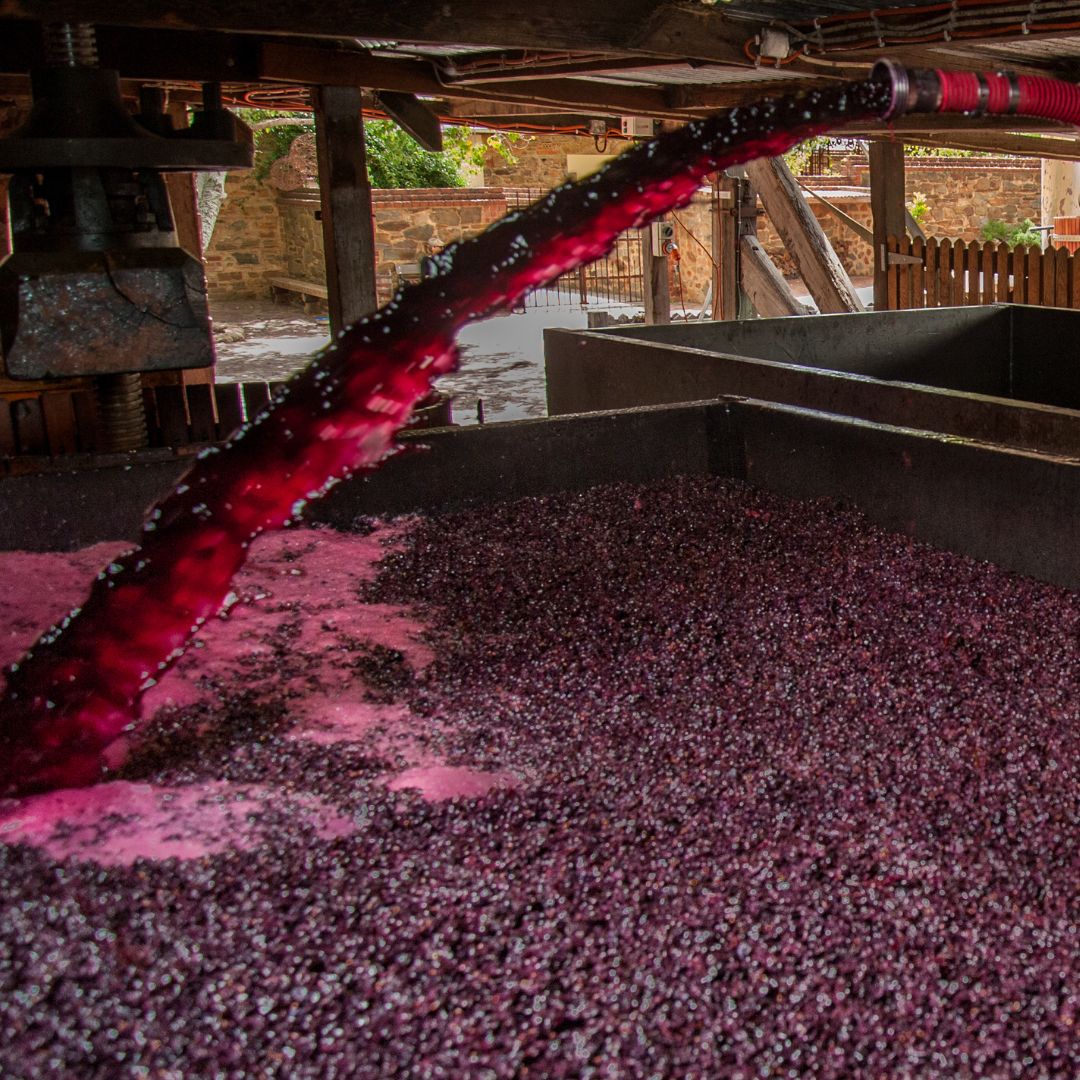 Técnicas de extracción de color en el vino – Vinálogos